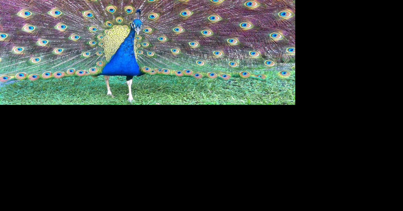 Welcome the return of the Animal Farm | Columns | keysnews.com