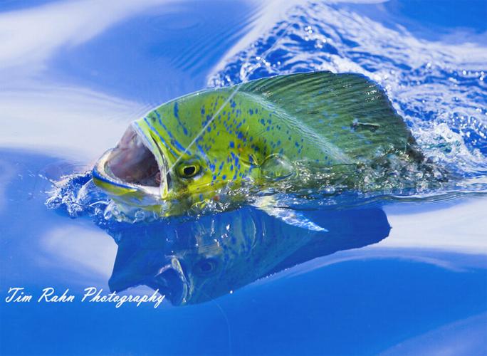 Wildlife photographer captures essence of Keys | Features | keysnews.com