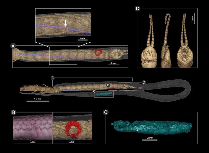 Cause of rare snake's death solved – somewhat | Local News | keysnews.com