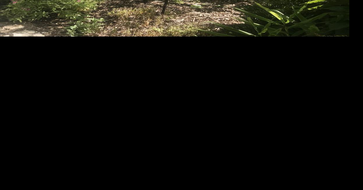 Vital tree is a lasting treasure | Columns | keysnews.com