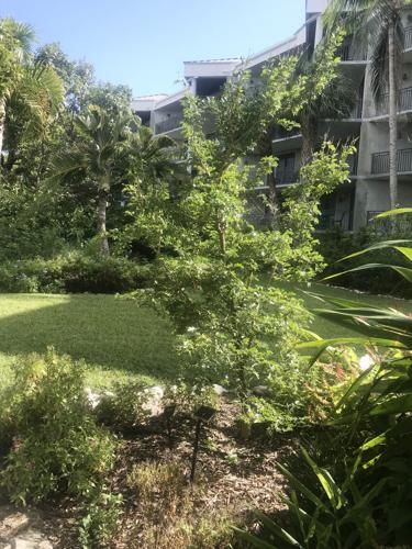 Vital tree is a lasting treasure | Columns | keysnews.com