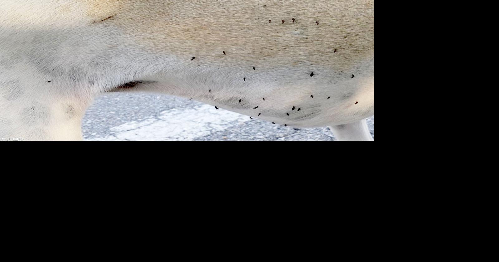 Rain equals mosquitoes | Columns | keysnews.com