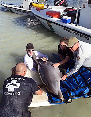 Marine mammal rescue group looks to expand operations | Local News ...