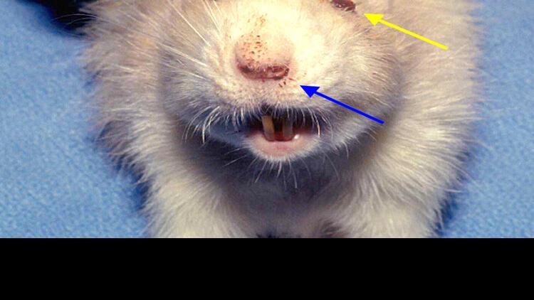 My pet rat is crying blood! | Columns | keysnews.com