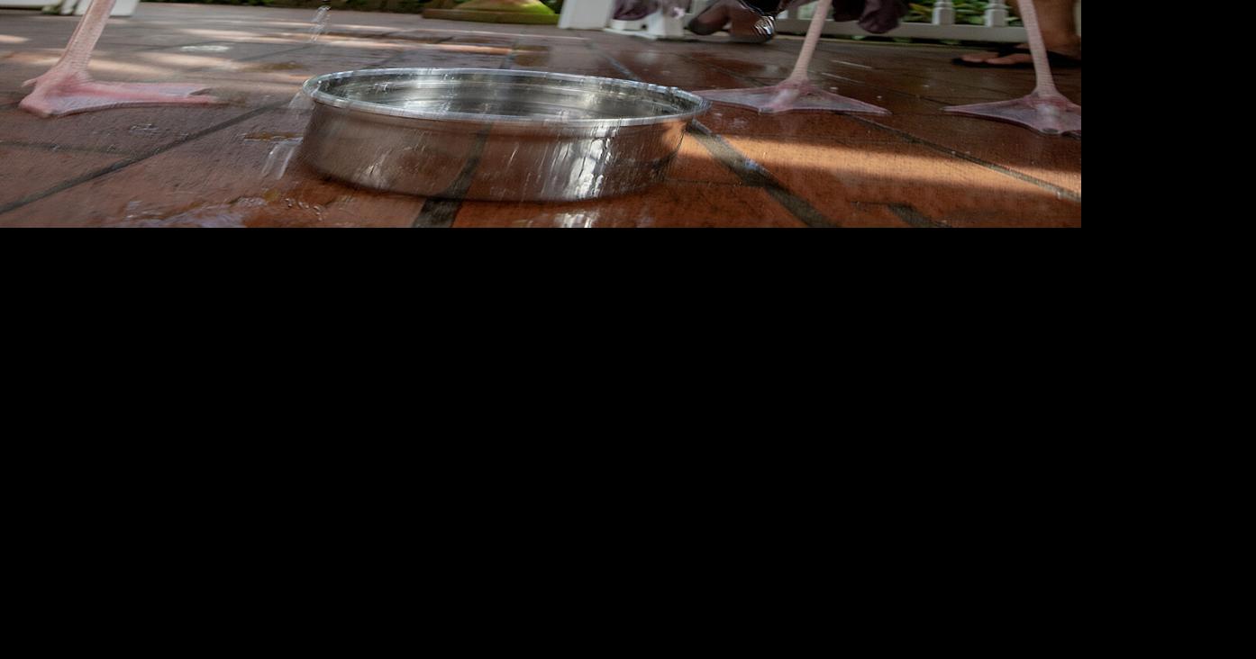 Key West Butterfly Conservatory’s 20th ‘Birthday Party’ Takes Flight ...