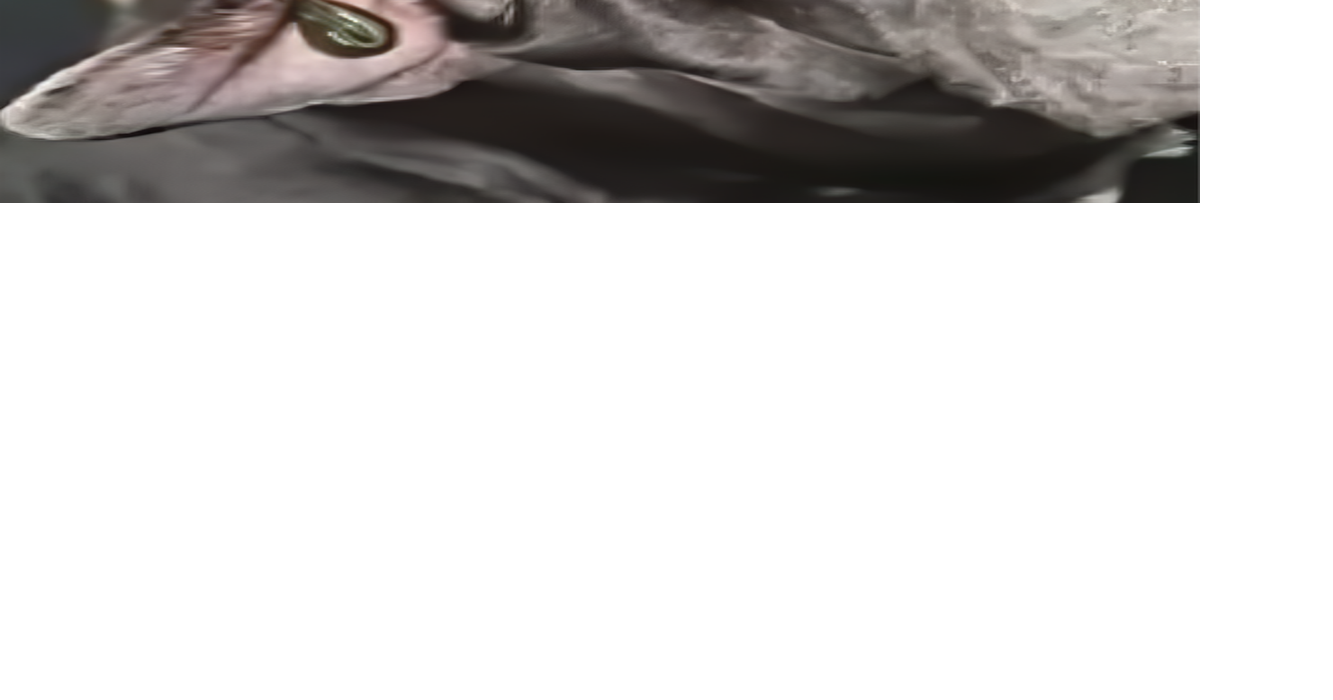Good leech! Leeches in pet medicine | Columns | keysnews.com
