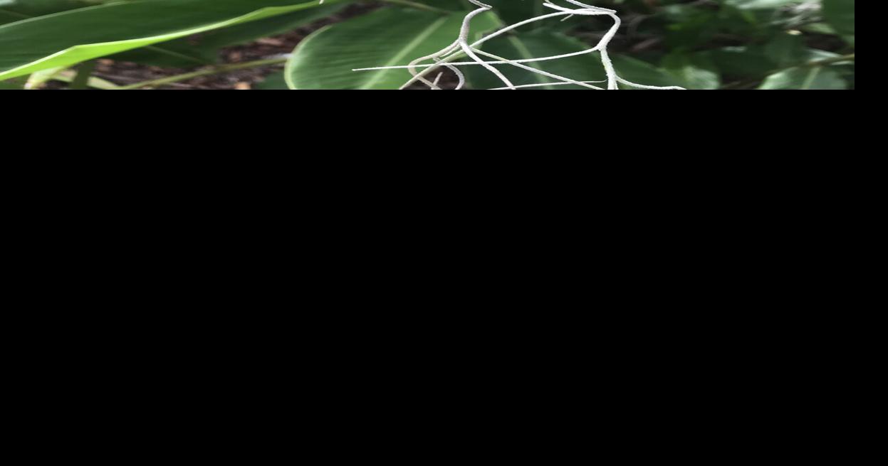 Learn more about moss | Columns | keysnews.com
