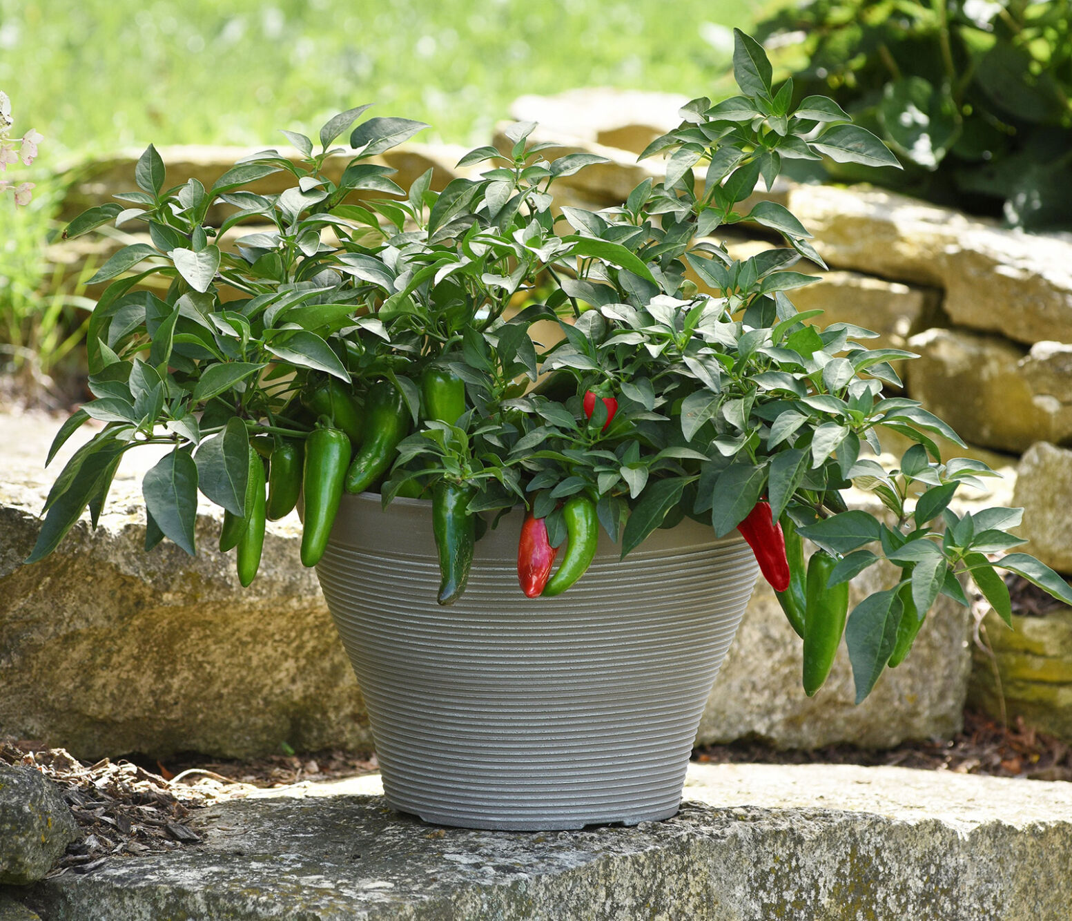 Grow, prepare and enjoy hot peppers | Keys Homes | keysnews.com