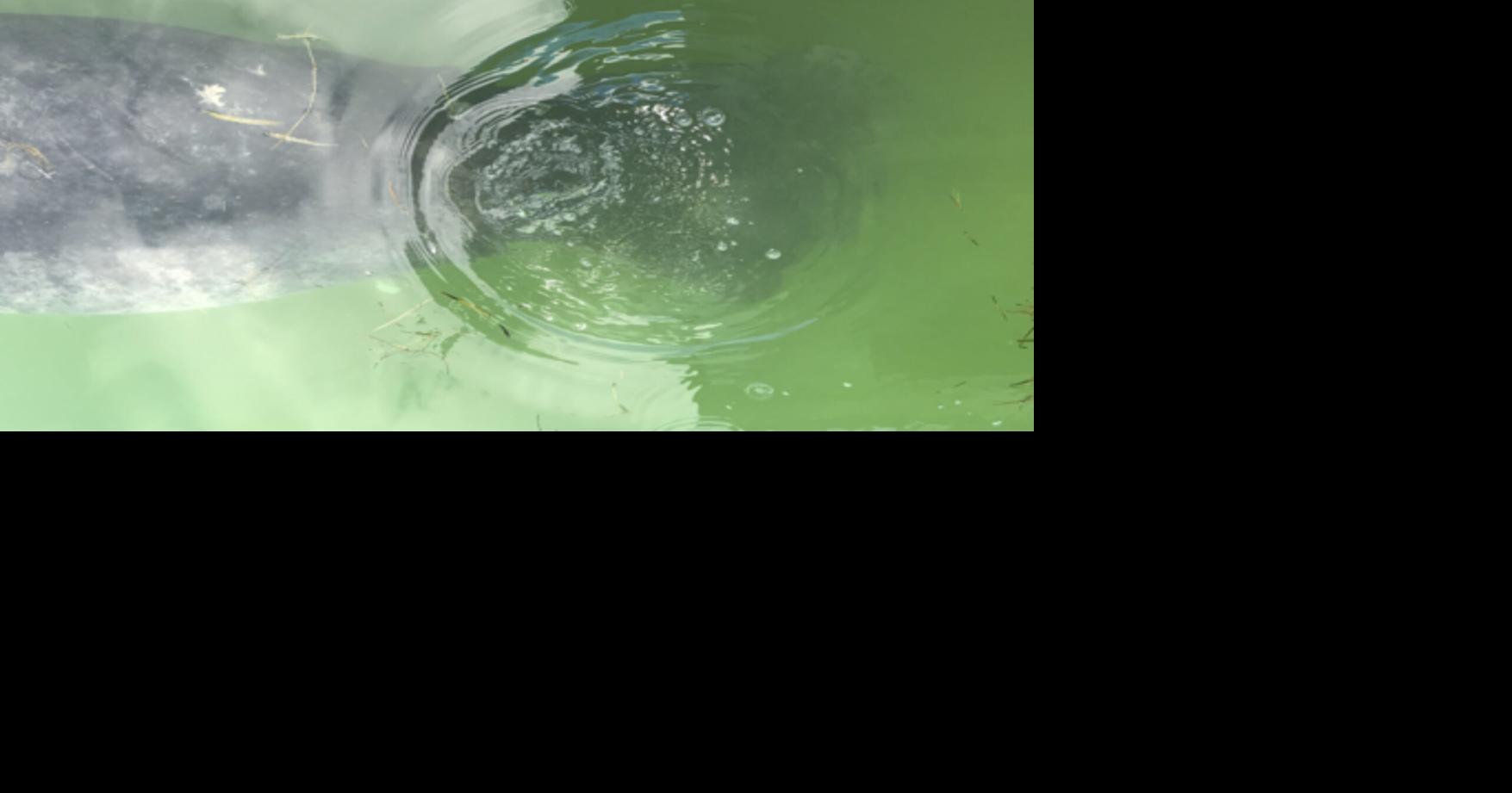 Navigating the manatee migration | Columns | keysnews.com