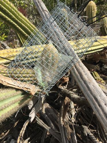 Key Largo cactus goes extinct in U.S. | Local News | keysnews.com