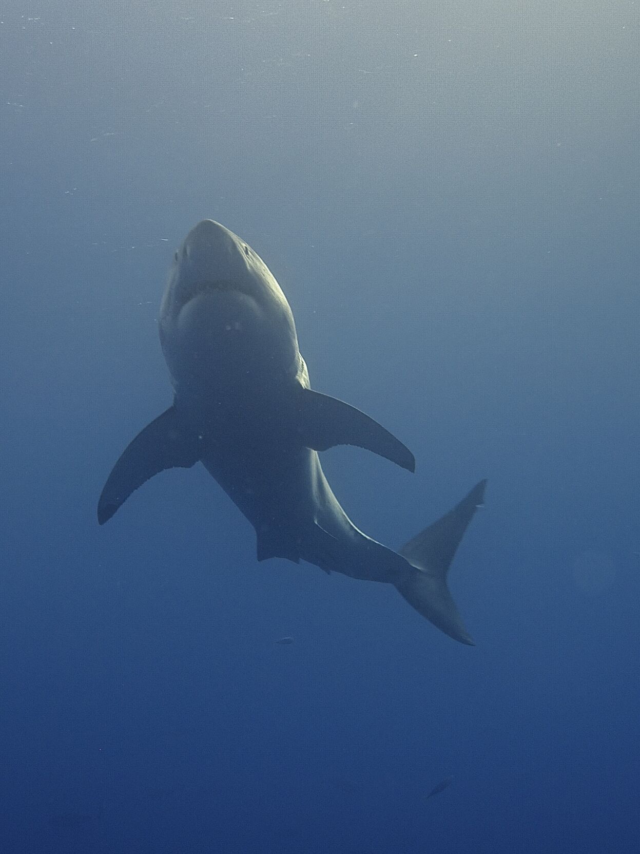 Tracker: Great white sharks recently spotted off Florida Keys | Local ...