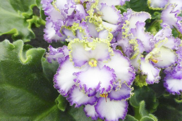 Shade-loving African violet having day in the sun | Keys Homes ...