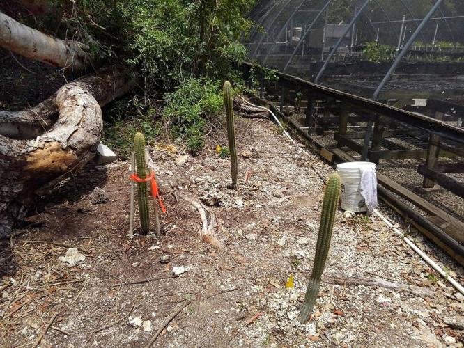 Key Largo cactus goes extinct in U.S. | Local News | keysnews.com