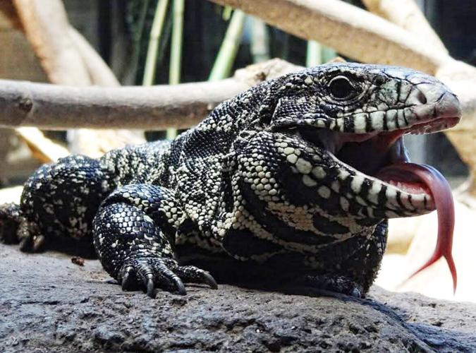 Invasive tegu found in north Key Largo | Local News | keysnews.com