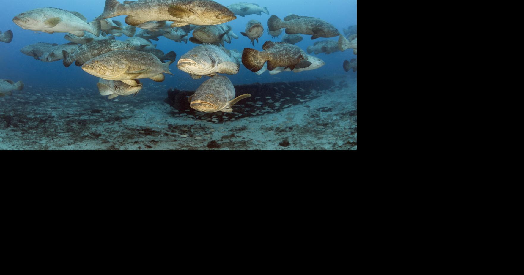 Researchers watching species that once faced extinction | Local News ...