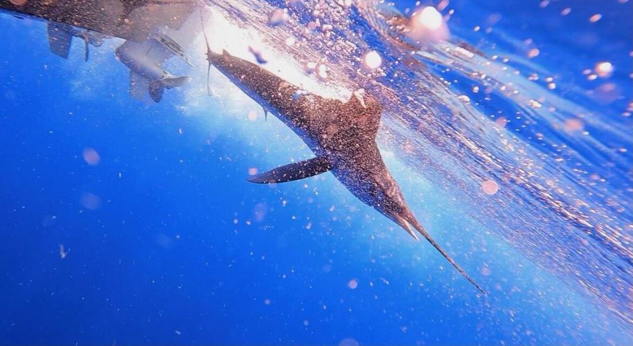 Team Don’t Blink releases 2 blue marlin to win Key West Marlin ...