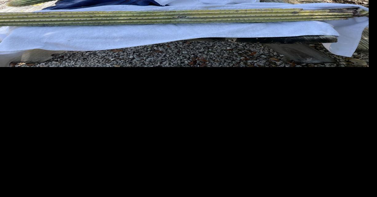 Key Largo cactus goes extinct in U.S. | Local News | keysnews.com