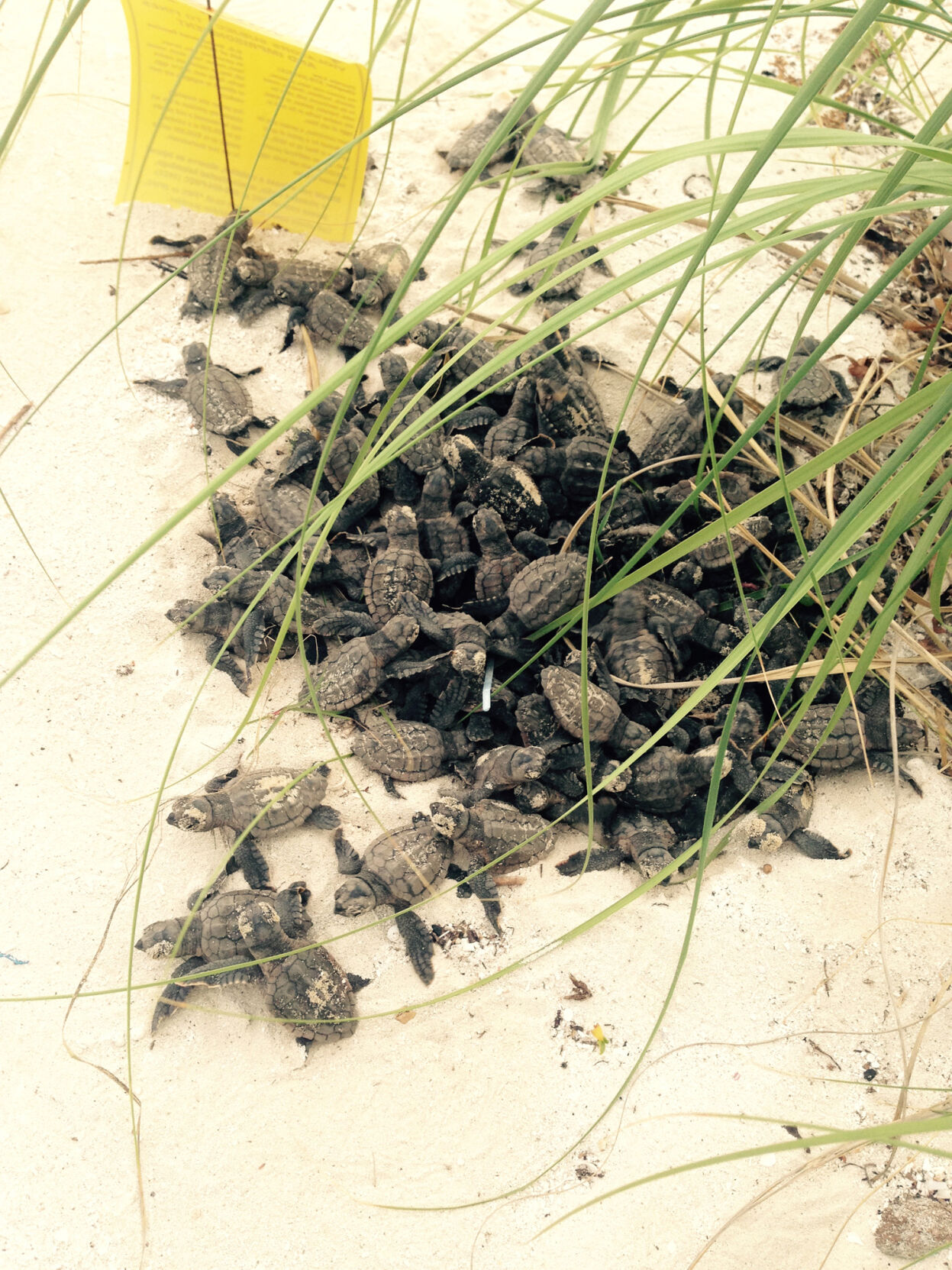 Monroe County updates sea turtle lighting requirements as season ...