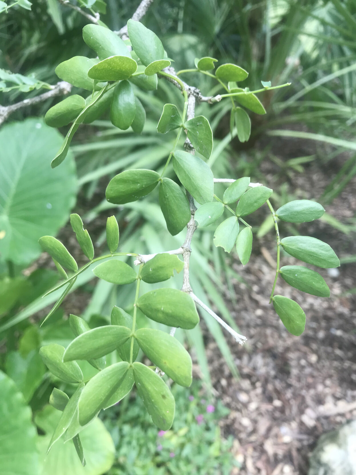 Tree of life has many uses | Columns | keysnews.com