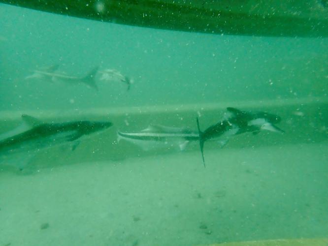 Coordinates available for county's first artificial reef in new program ...