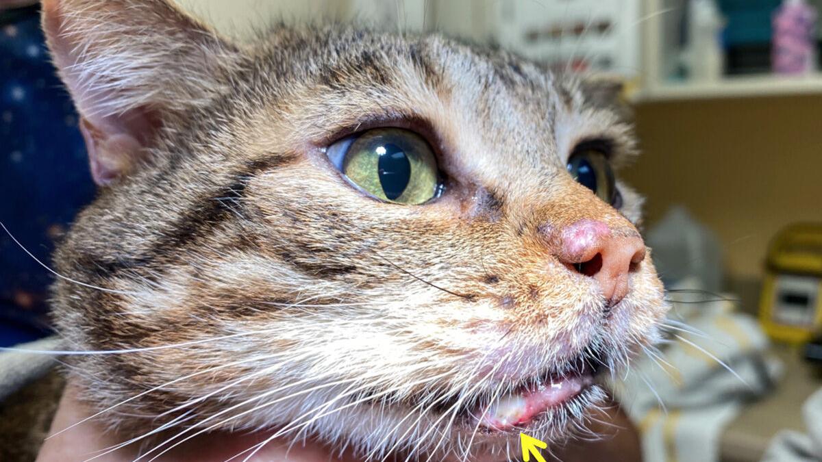 My Cat Has Cold Sore Columns Keysnews My Cat Has Cold Sore Columns Keysnews