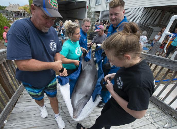 Rescued bottlenose dolphin doing well in Florida Keys | Local News ...
