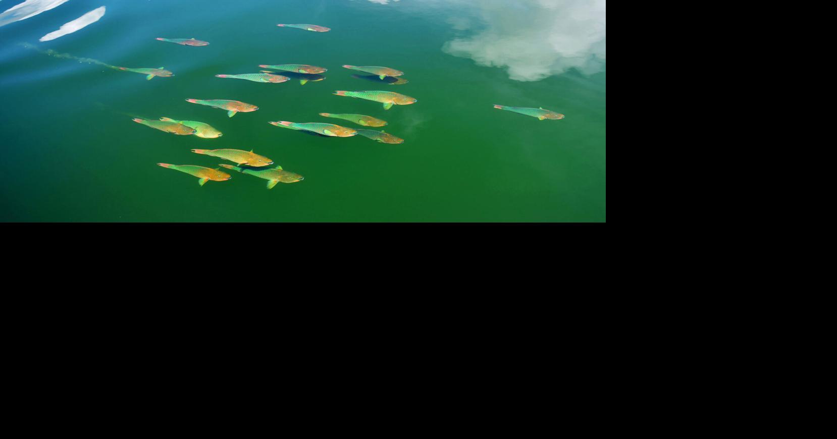 Study: Parrotfish play role in early coral bleaching | Local News ...