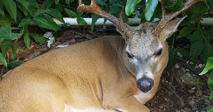 Key deer caught in holding pattern, group says | Lower Keys | keysnews.com