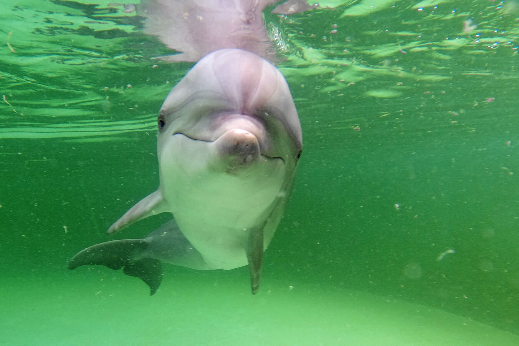 Rescued bottlenose dolphin doing well in Florida Keys | Local News ...