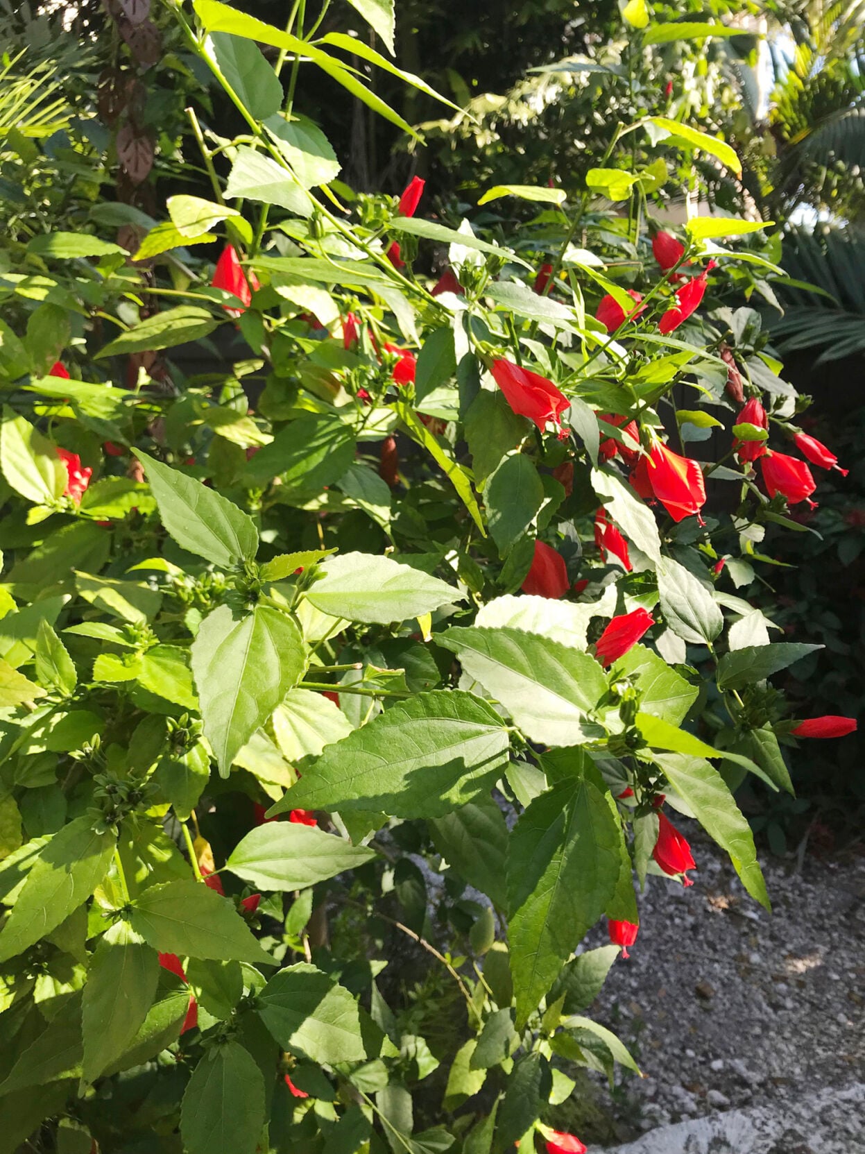 Upper Keys Garden Walk set for Feb. 18 | Features | keysnews.com