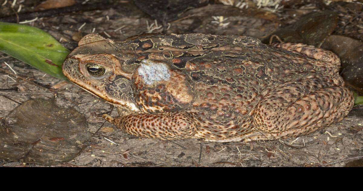 Beware of Bufo toad toxicity | Columns | keysnews.com