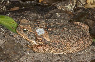 Beware of Bufo toad toxicity | Columns | keysnews.com