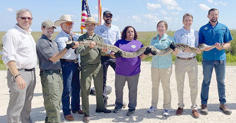 Everglades park joins python hunt | County | keysnews.com