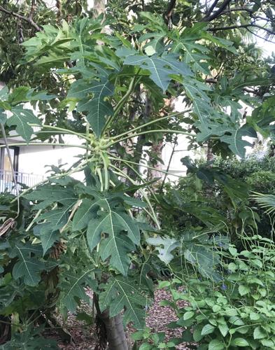 Yummy fruit is the 'bomba' | Columns | keysnews.com