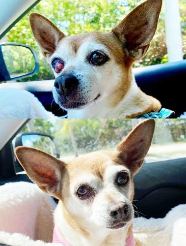 Cherry eye surgery requires gland replacement | Columns | keysnews.com