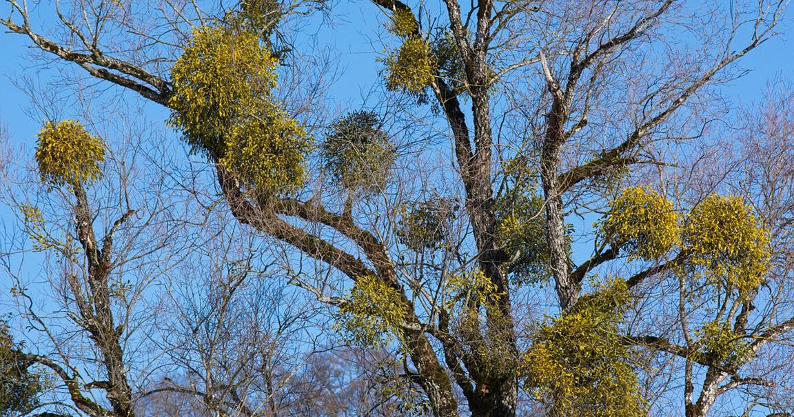 Mistletoe delivers more than just a kiss | Columns | keysnews.com