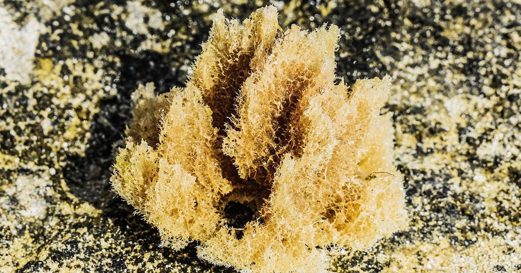 Secretive sponges | Columns | keysnews.com