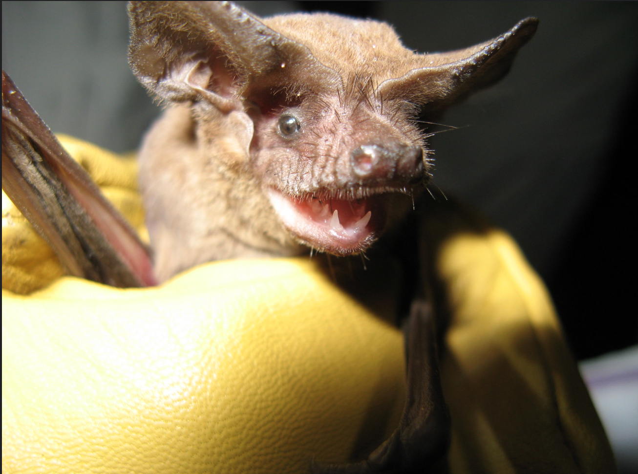 Maternity season starts April 16 for Florida’s bats | Sports | keysnews.com