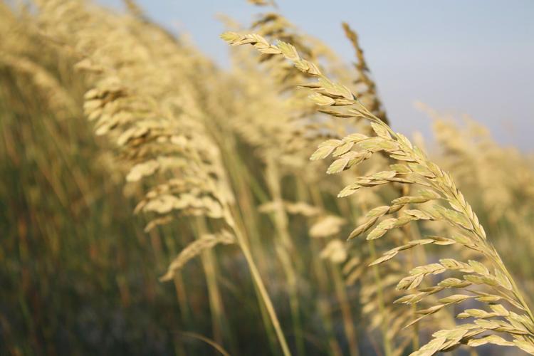 Sea oats are shoreline sentinels | Columns | keysnews.com
