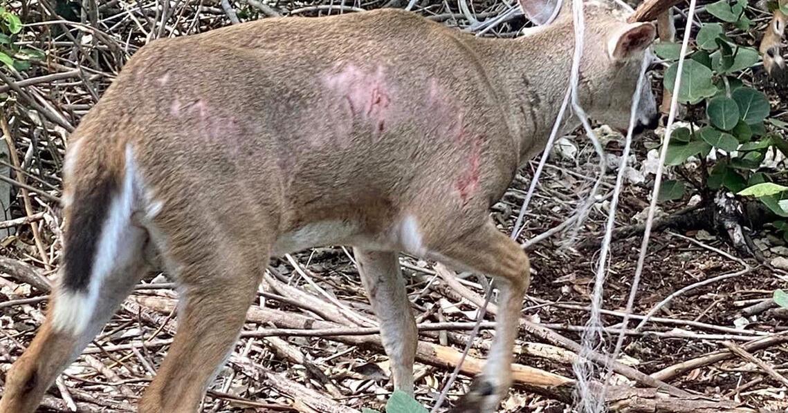Authorities investigate Key deer shooting | Crime | keysnews.com