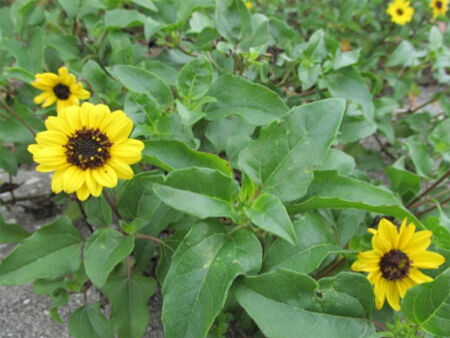 Sunflowers: Popular, native and newly meaningful | Keys Homes ...