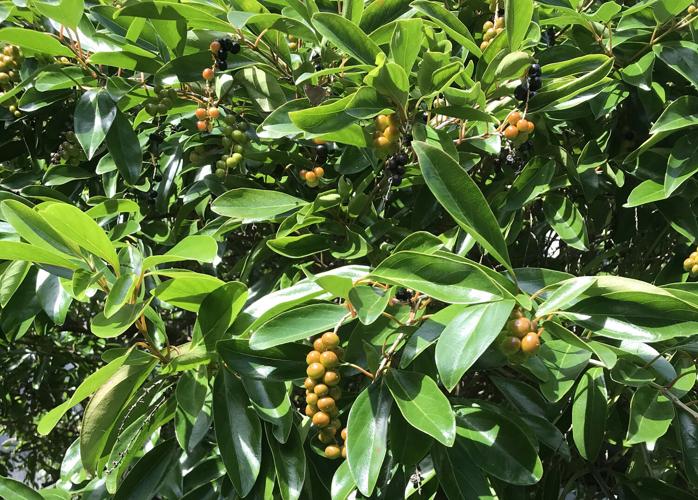 Key Largo tree planting to help Florida Keys species | Local News ...