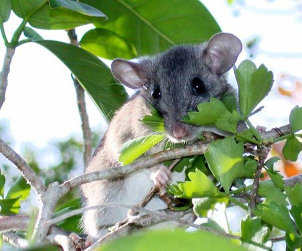 Researcher to see if black rats threaten native species | Local News ...
