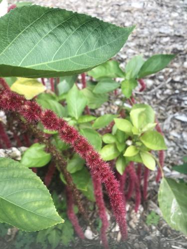 Nourishment for garden and body | Columns | keysnews.com