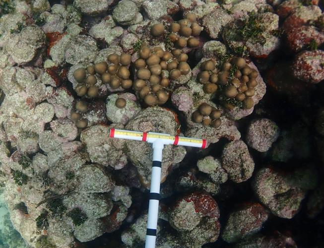 Keys corals begin to pale as water temperature rises | Local News ...