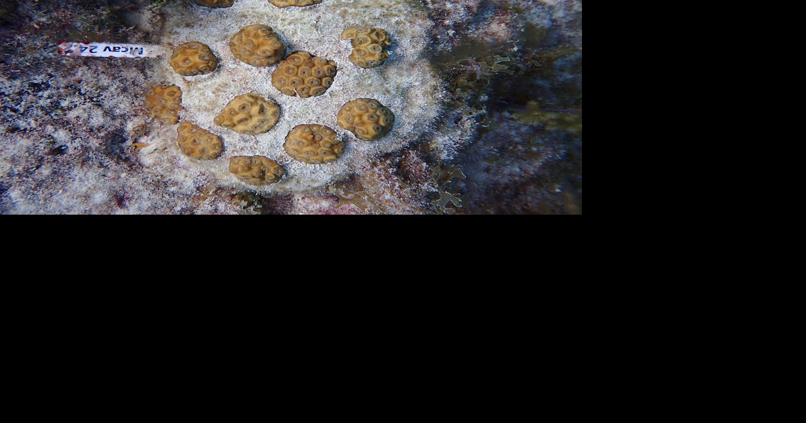 Keys corals begin to pale as water temperature rises | Local News ...