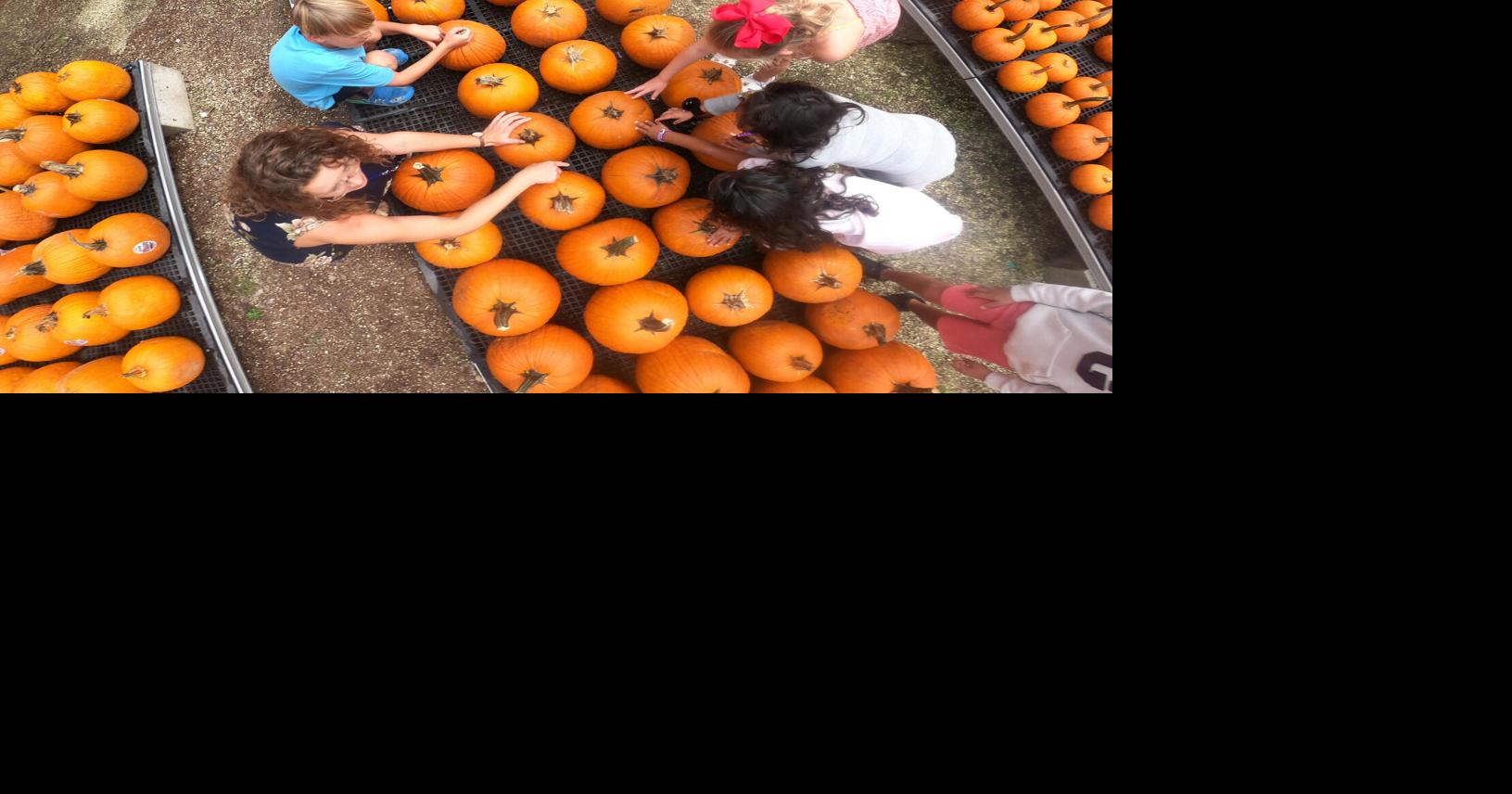 MARC House Pumpkin Patch faces challenges in light of funding cuts ...