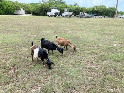 Three goats feed on government grass | Local News | keysnews.com