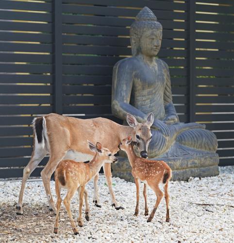 key deer | | keysnews.com