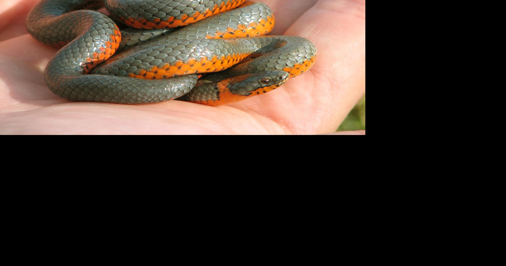 Keys snakes and plants get more protection | Local News | keysnews.com